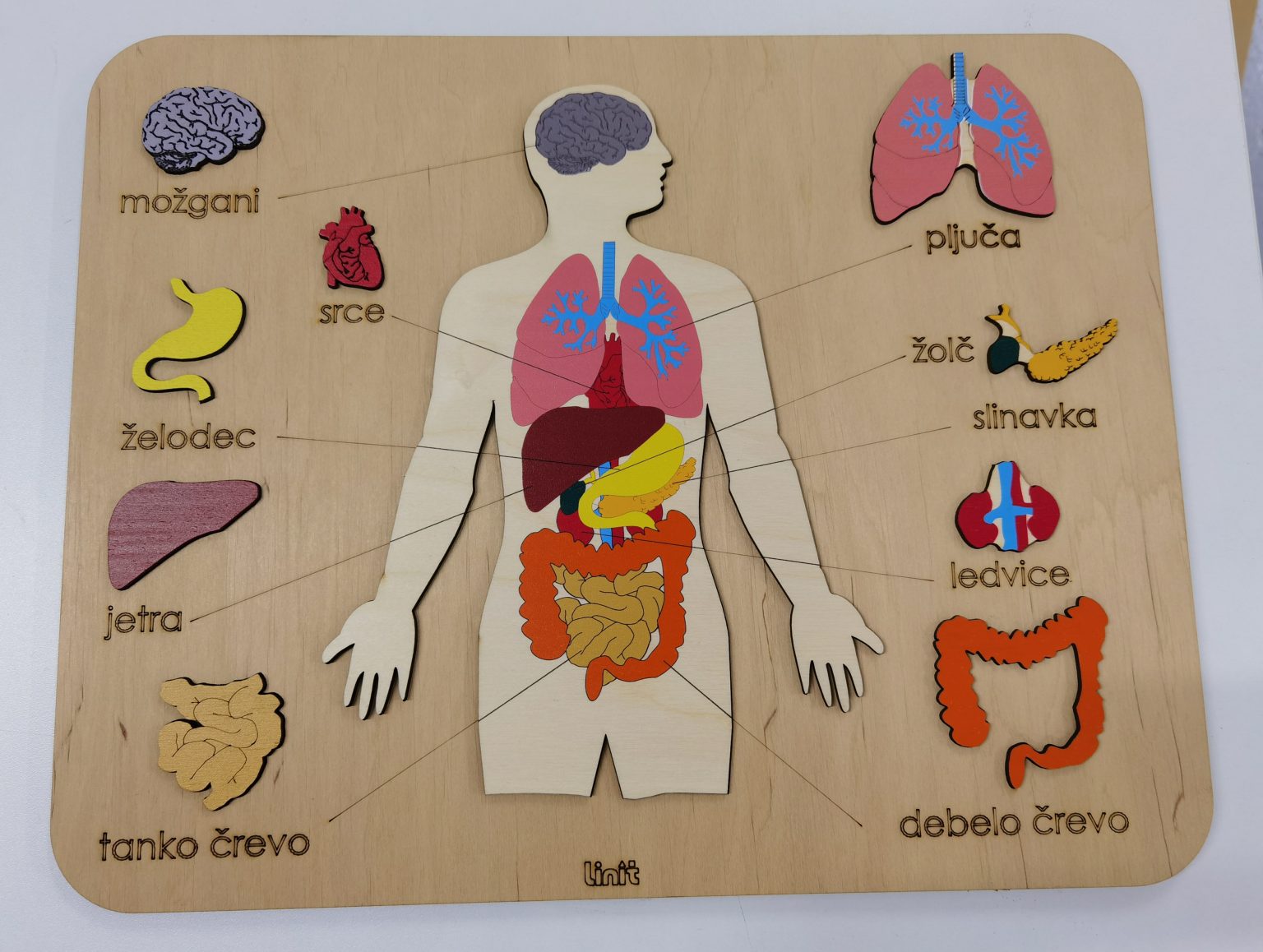 Sestavljanka človeško telo - organi - POMAGAJ MI Z IGRO DO ZNANJA